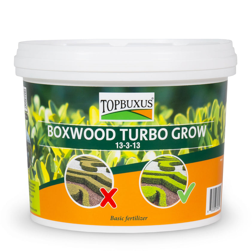 Boxwood Turbo Grow – TOPBUXUS North America